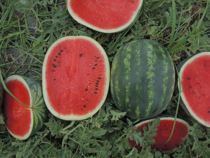 Watermelon